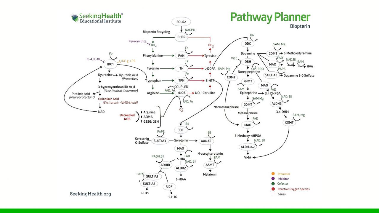 Tetrahydrobiopteryna (BH4) i jej istotne funkcje - Feldman Nutrition